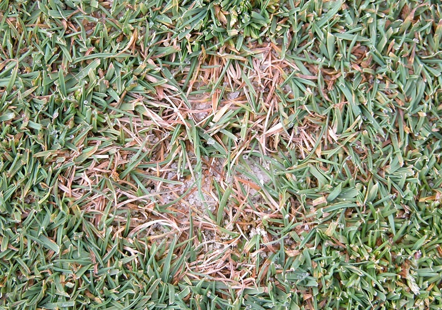 Golf Business News - Dollar spot survey reveals infection pressures and ...